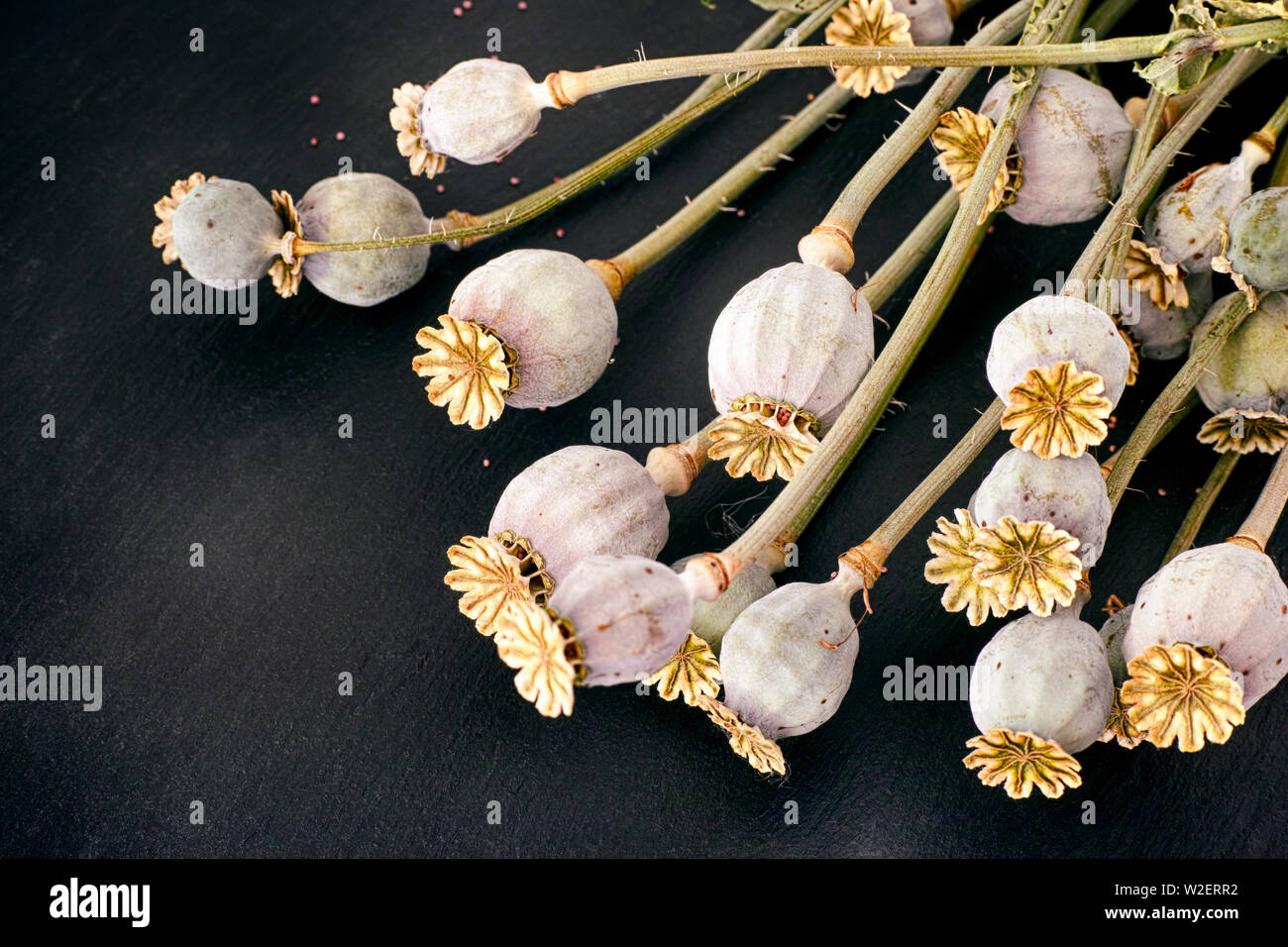 Dried poppy seed pods on black stone background Stock Photo - Alamy