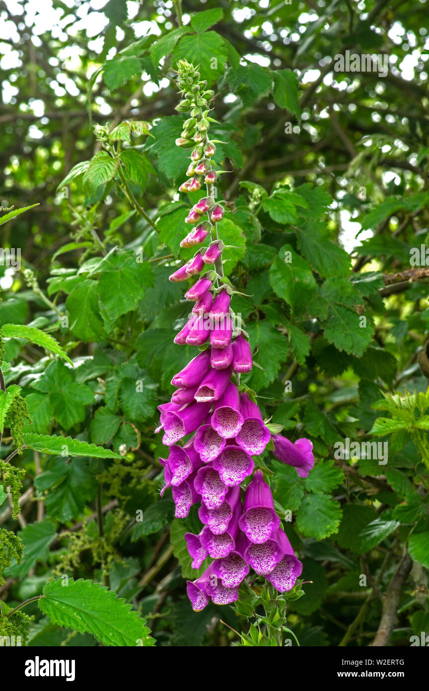 Common hedgerow plants hi-res stock photography and images - Alamy