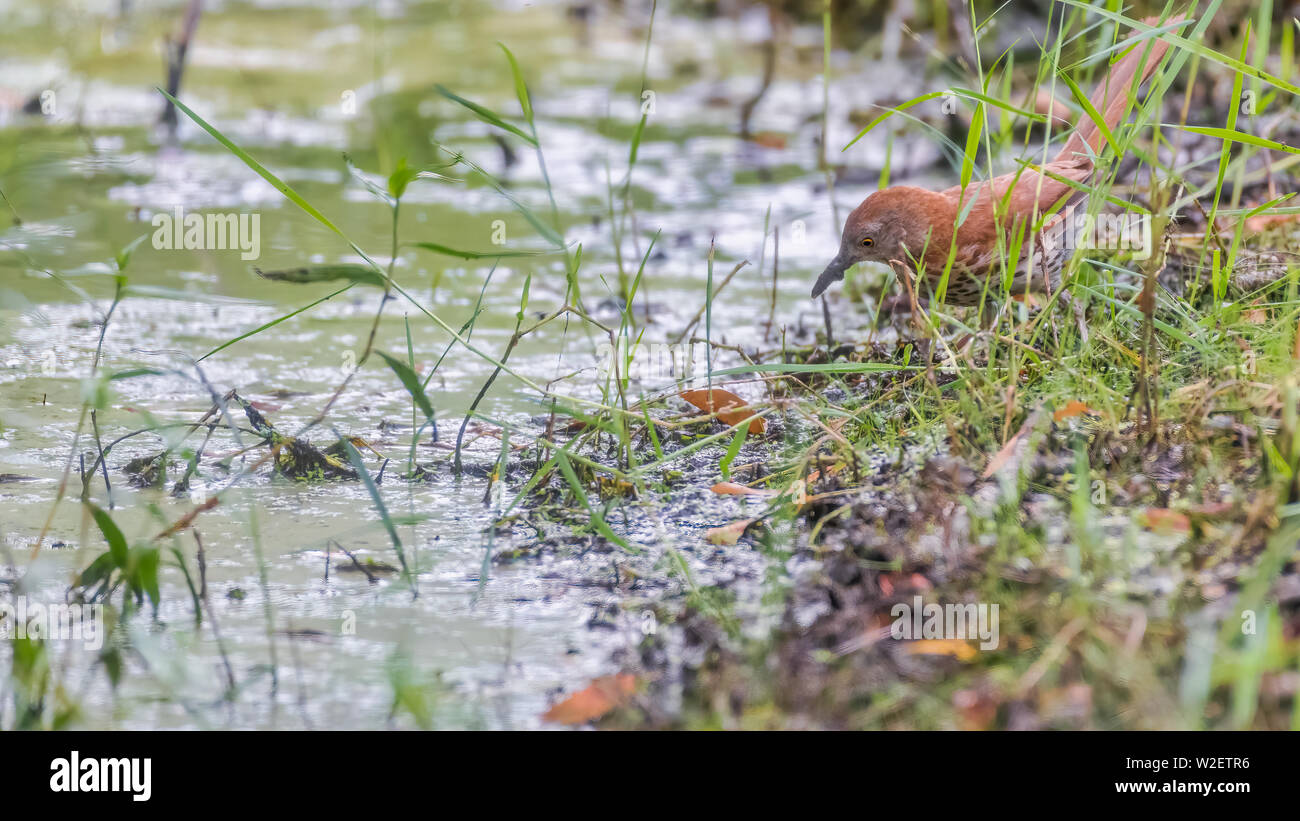 Thrasher songbird hi-res stock photography and images - Alamy