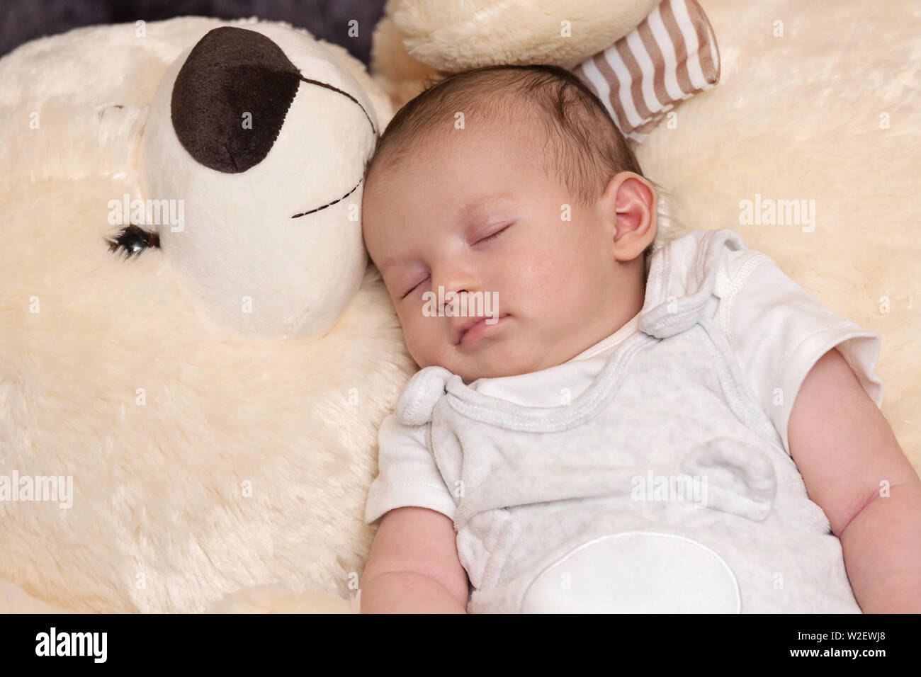 Still life teddy bear hi-res stock photography and images - Alamy
