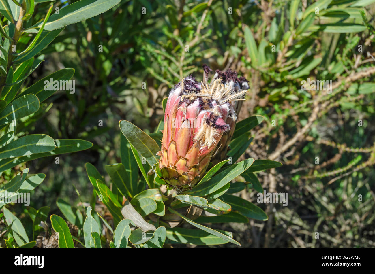 Flower head with a black fringe that intergrades to white of the Protea neriifolia or ...