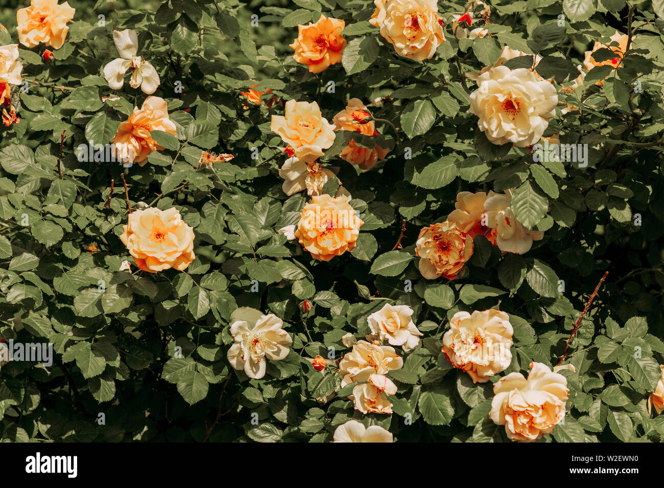 Garden rose spring flowers hi-res stock photography and images - Alamy