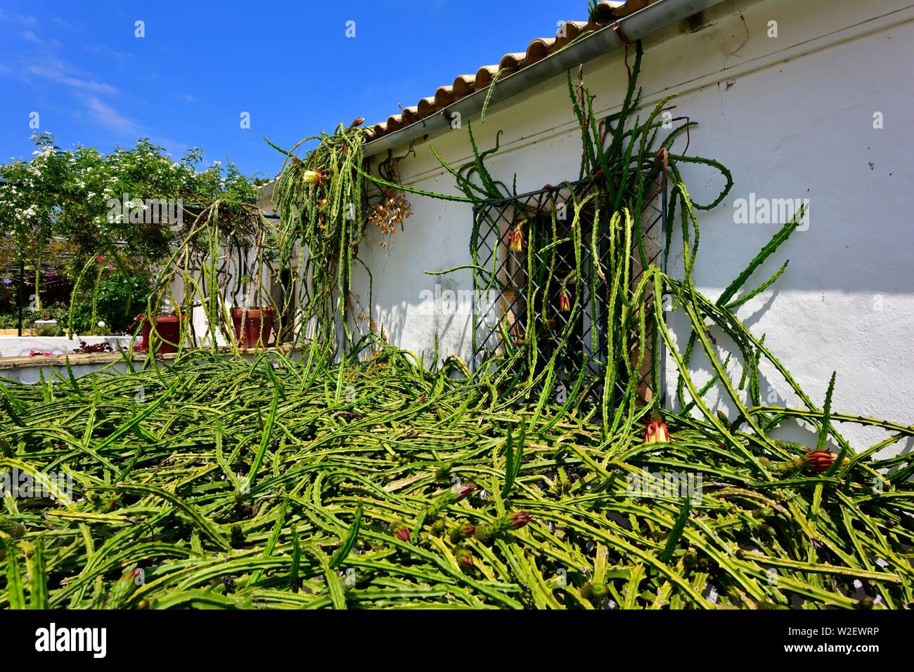 Uncontrolled growth hi-res stock photography and images - Alamy