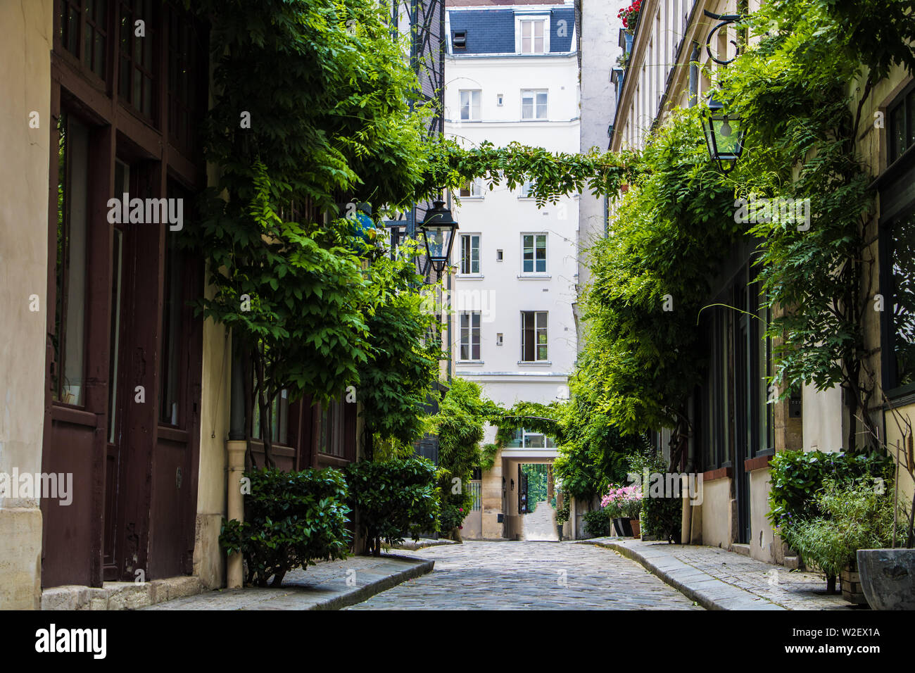 Parisian street with green vines on the walls of residential buildings ...