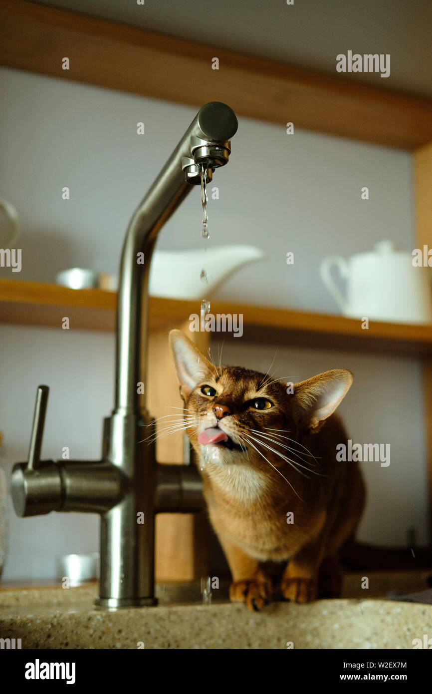 Abyssinian cat drinks water from the tap in the kitchen Stock Photo - Alamy