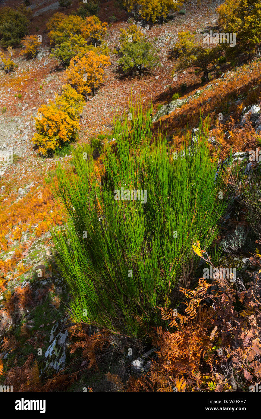 Ambroz valley, Cáceres, Extremadura, Spain, Europe Stock Photo - Alamy