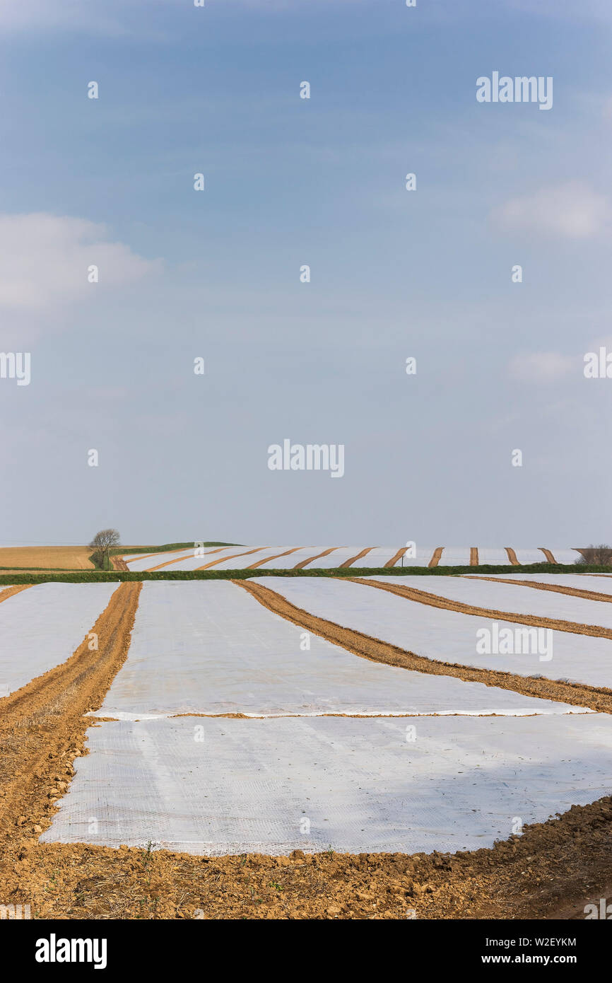 Plastic sheeting used to protect crop in Cornwall, UK Stock Photo - Alamy