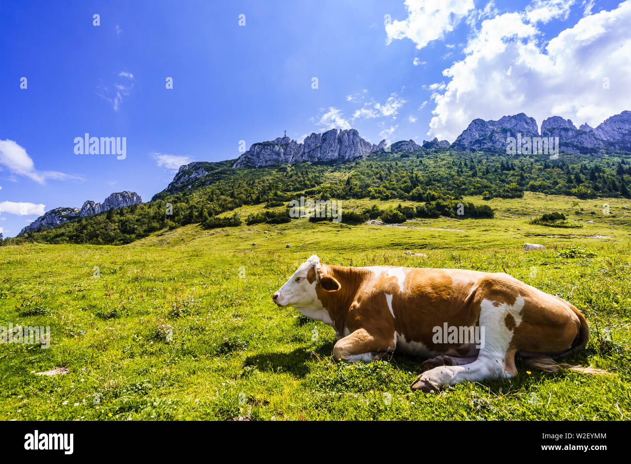 Cows in the bavarian alps hi-res stock photography and images - Alamy