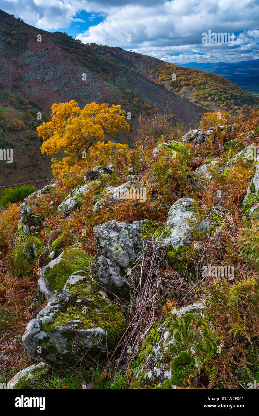 PYRENEAN OAK - ROBLE REBOLLO (Quercus pyrenaica), Ambroz valley ...