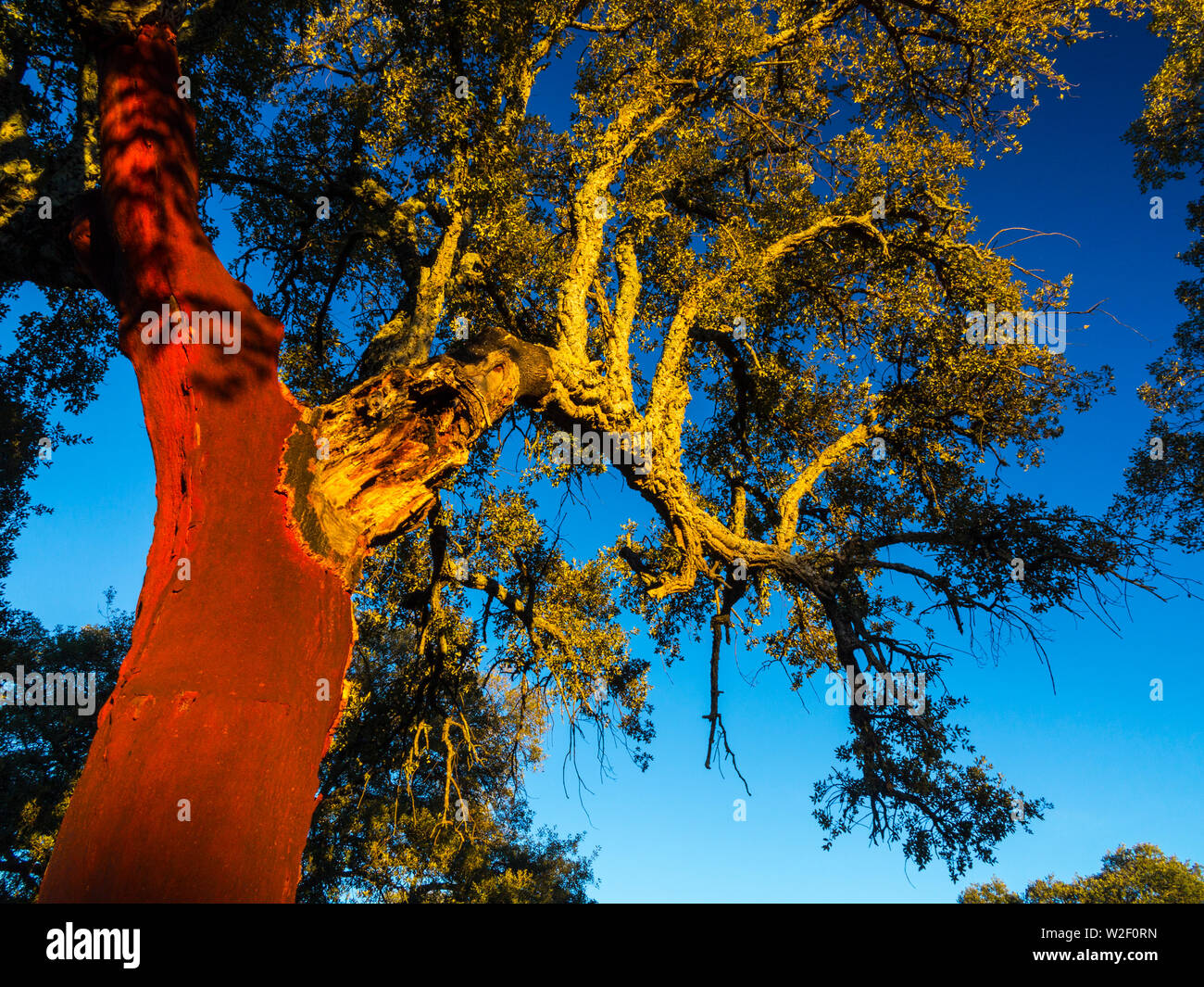 Ambroz valley, Cáceres, Extremadura, Spain, Europe Stock Photo - Alamy