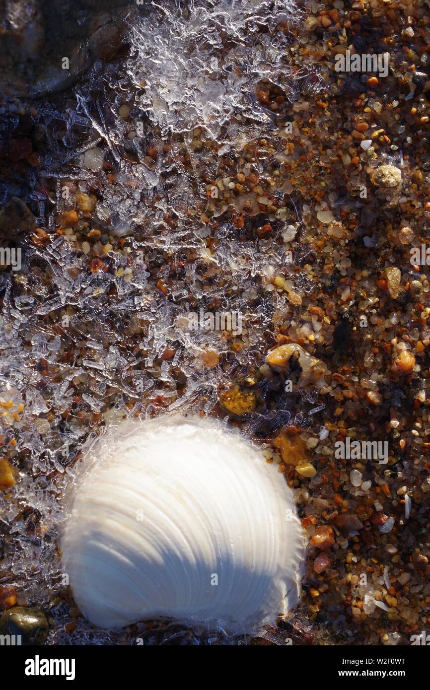 Smooth Artemis, White Bivalve Beach Shell on an Icy Sandy Shore ...