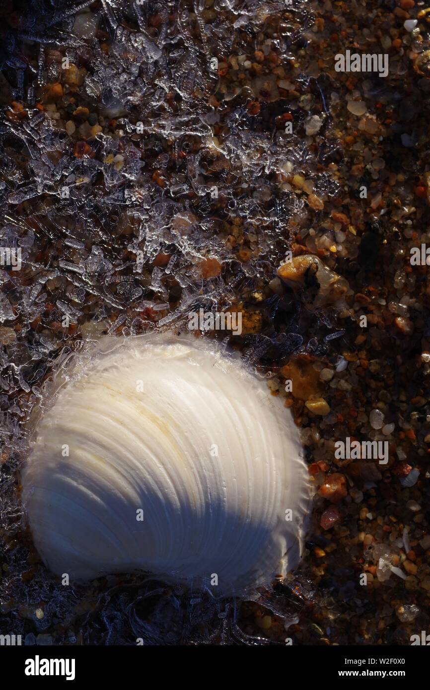 Smooth Artemis, White Bivalve Beach Shell on an Icy Sandy Shore ...