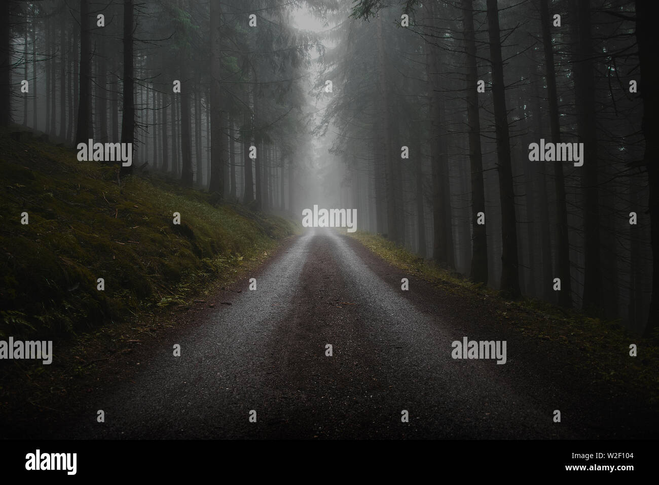 Forest path in the fog Stock Photo - Alamy