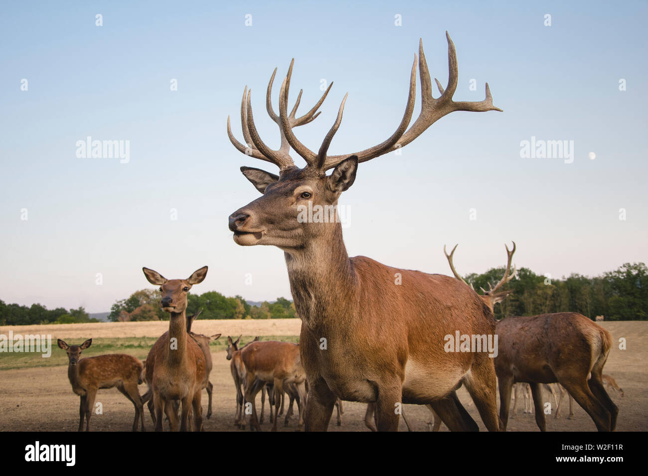 Wild deer pond hi-res stock photography and images - Alamy