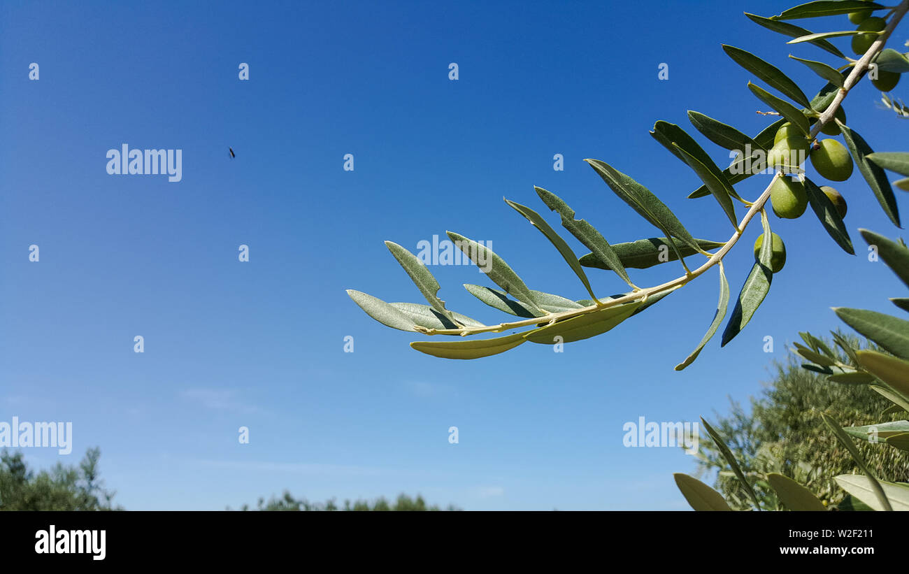 Olive tree to pick italy hi-res stock photography and images - Alamy