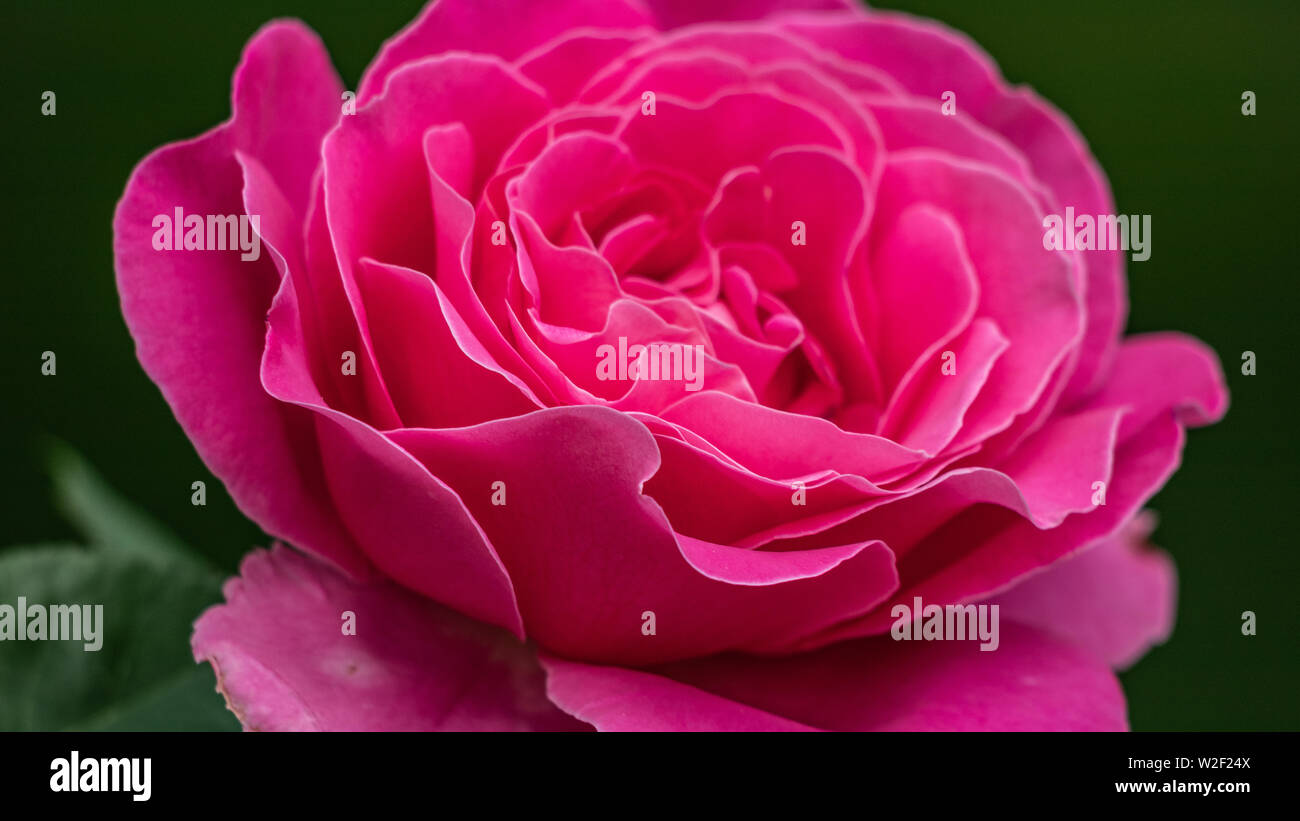 Rose bloom close up hi-res stock photography and images - Alamy