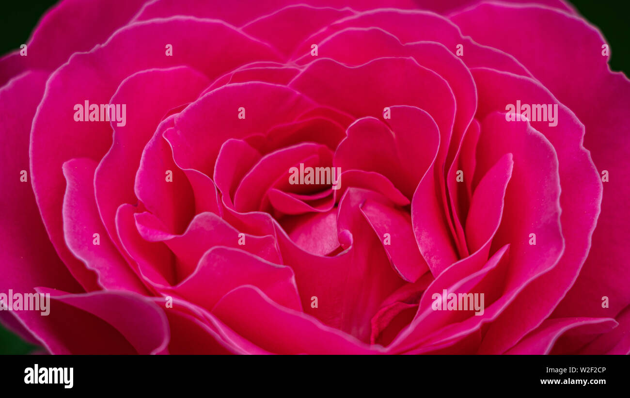 Rose bloom close up hi-res stock photography and images - Alamy