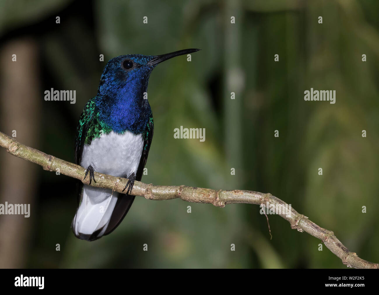 Jacobin bird hi-res stock photography and images - Alamy