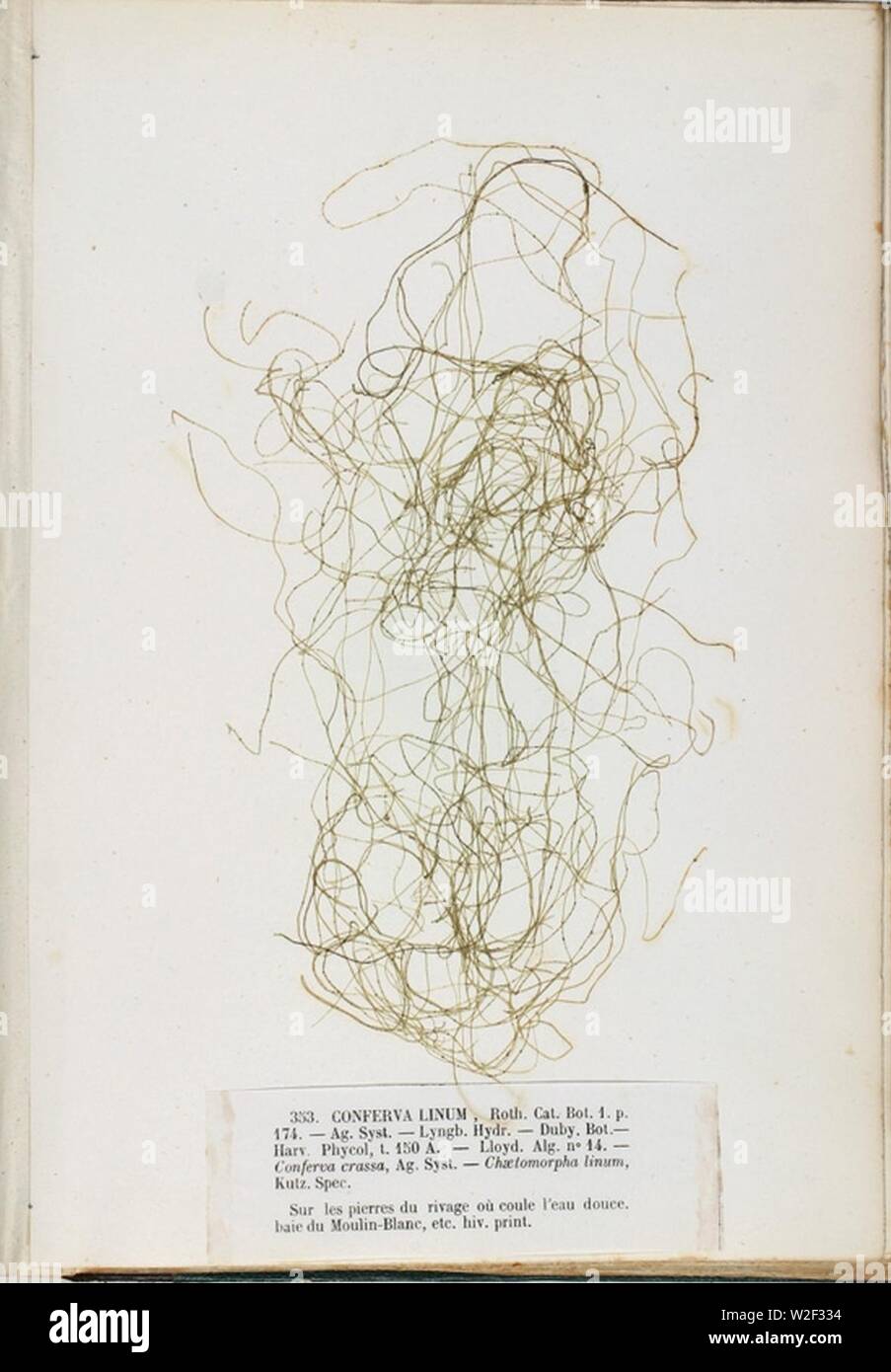 Chaetomorpha hi-res stock photography and images - Alamy