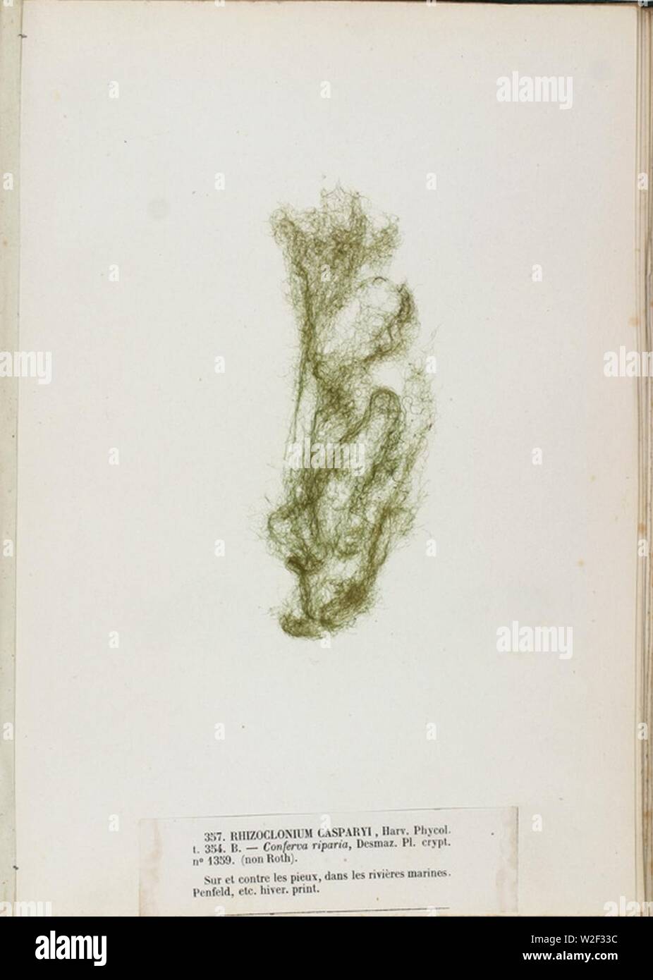 Chaetomorpha hi-res stock photography and images - Alamy