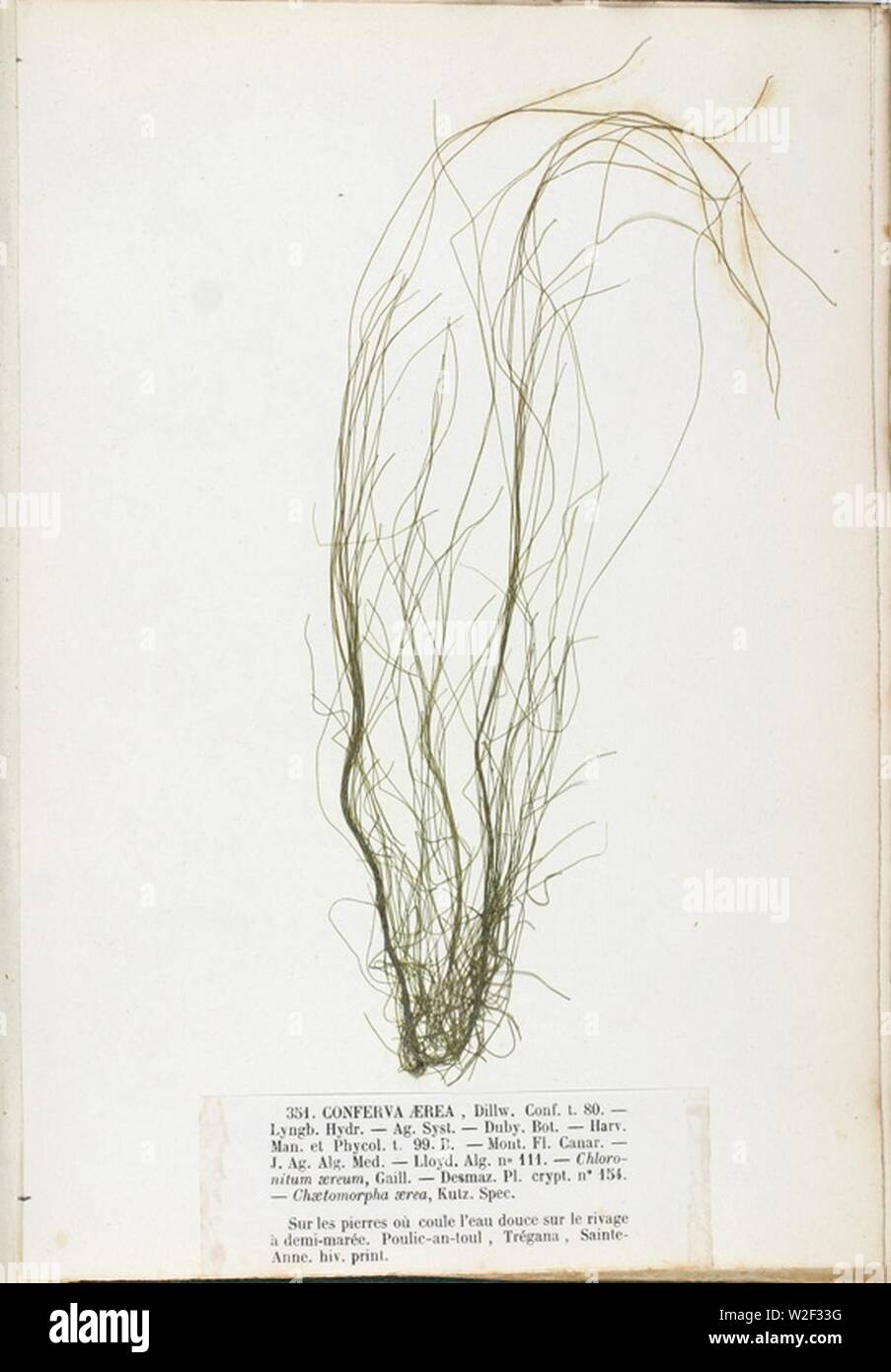 Chaetomorpha linum Crouan Stock Photo - Alamy