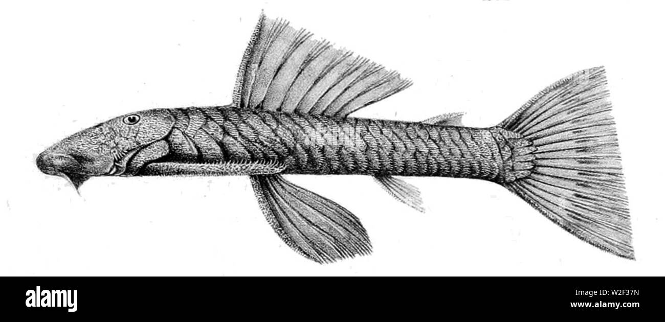 Chaetostoma hi-res stock photography and images - Alamy
