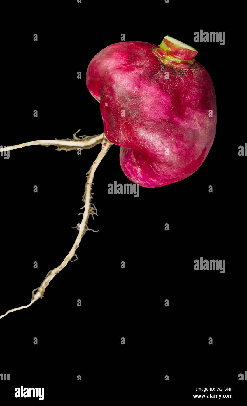 Edible root hi-res stock photography and images - Alamy