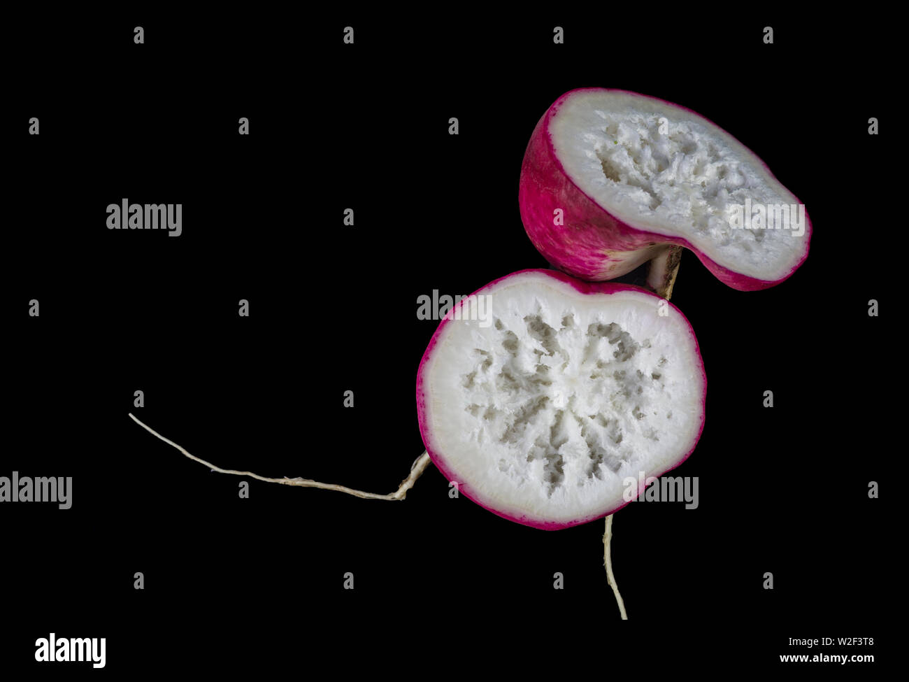 Transverse section of a plant root hi-res stock photography and images ...