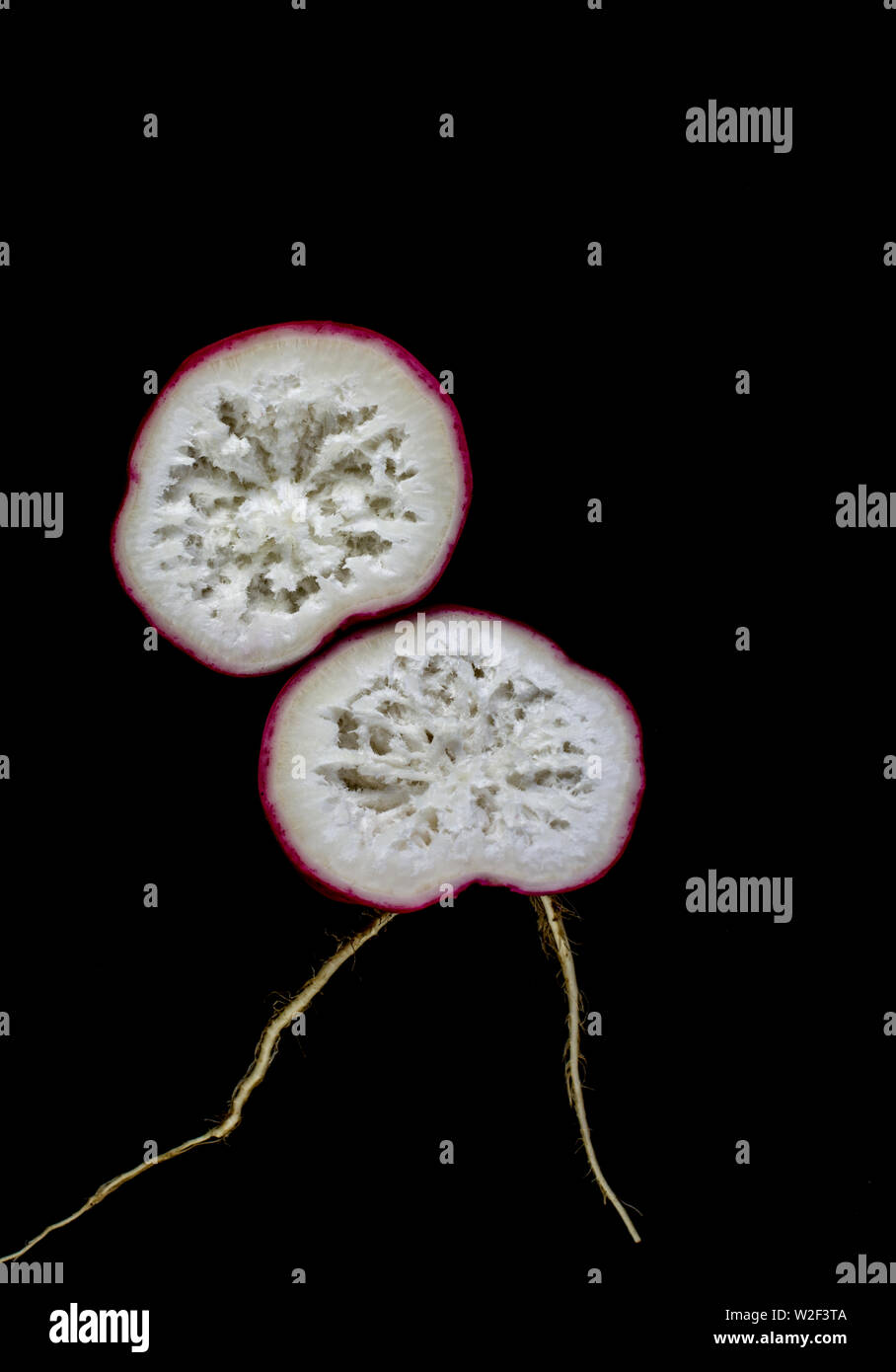 View of a transverse section of an overgrown radish showing a spongious ...