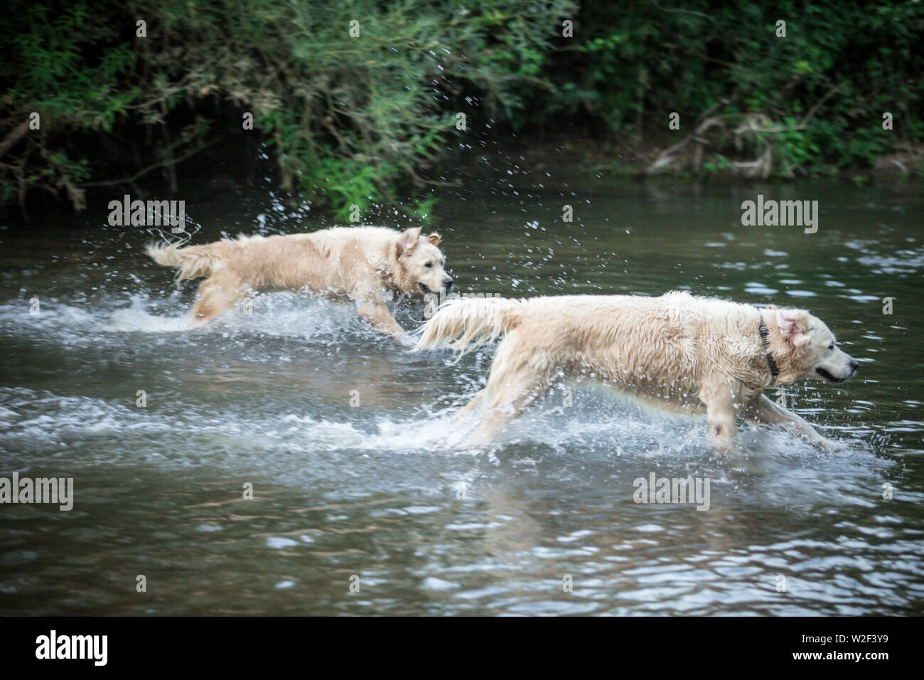 Labrador paddling hi-res stock photography and images - Alamy