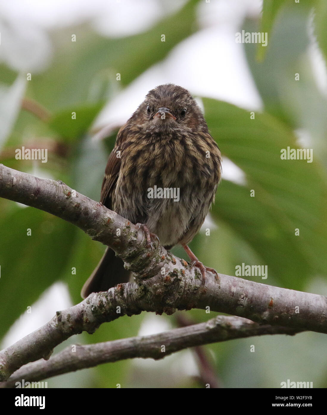 Juvenile dunnock hi-res stock photography and images - Alamy