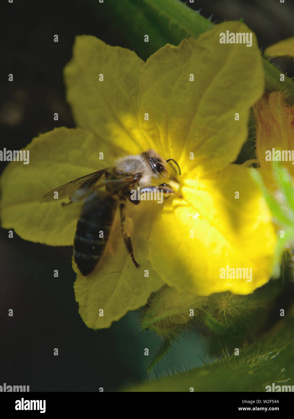 Bee pollinating a cucumber flower Stock Photo - Alamy