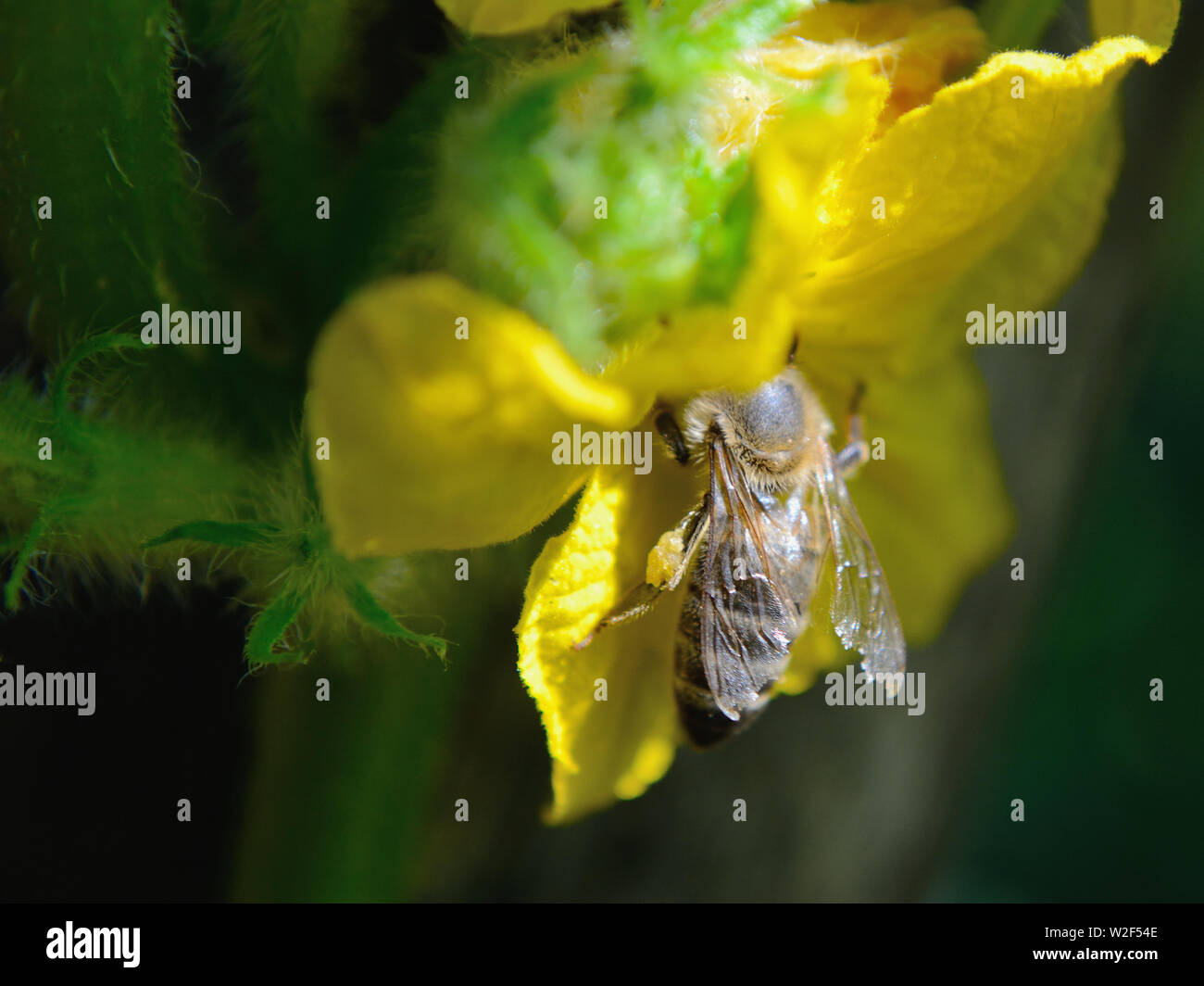 Bee pollinating a cucumber flower Stock Photo - Alamy