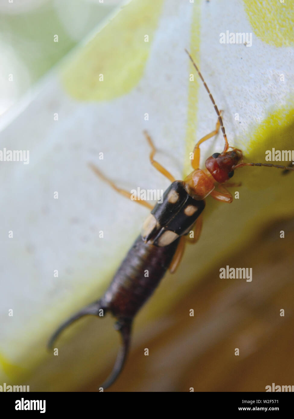 European earwig hi-res stock photography and images - Alamy