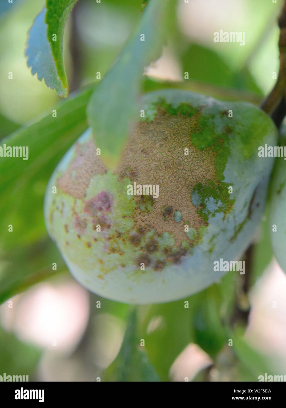 Russet scab hi-res stock photography and images - Alamy