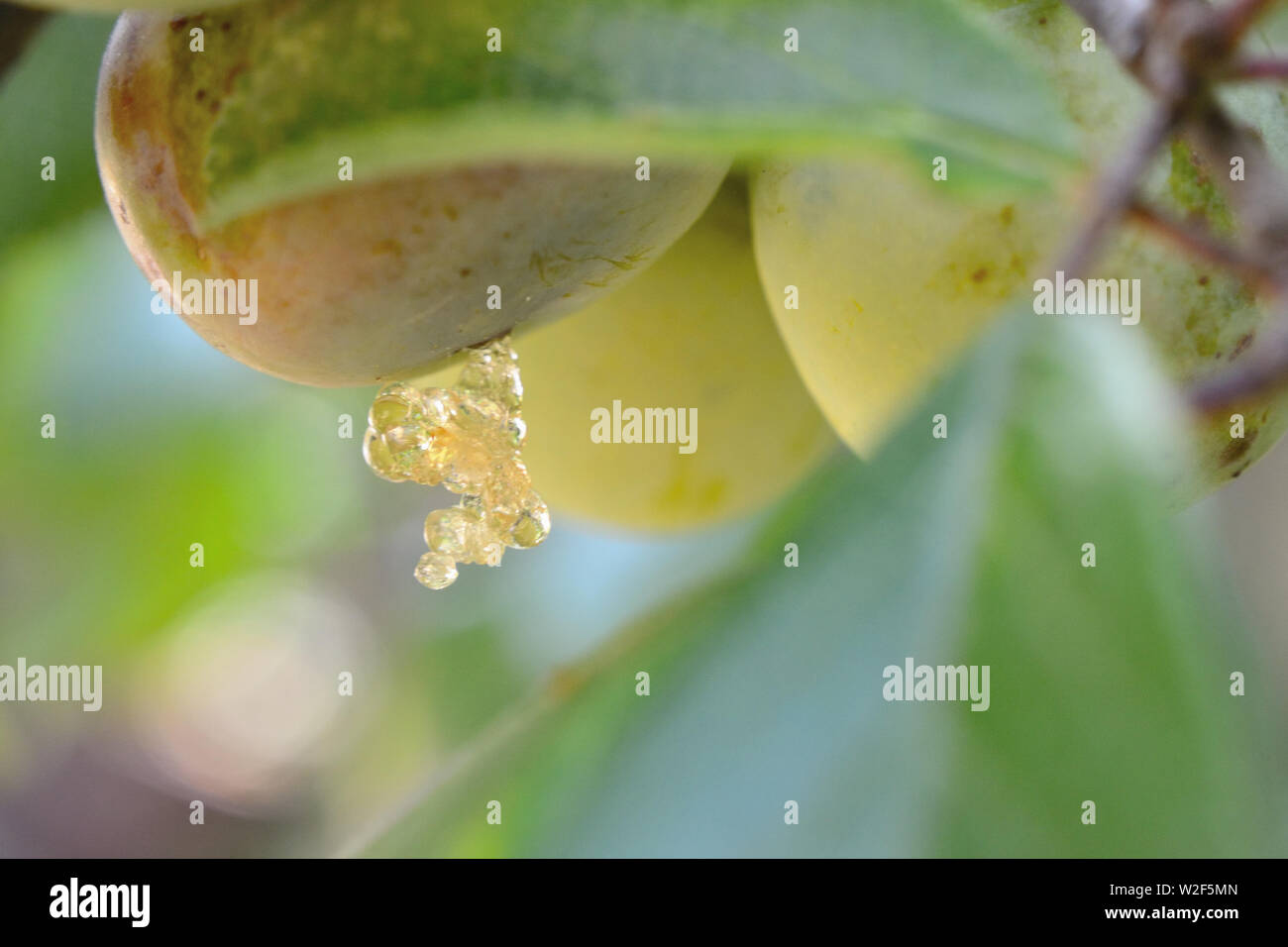 Plum tree prunus domestica detail hi-res stock photography and images ...