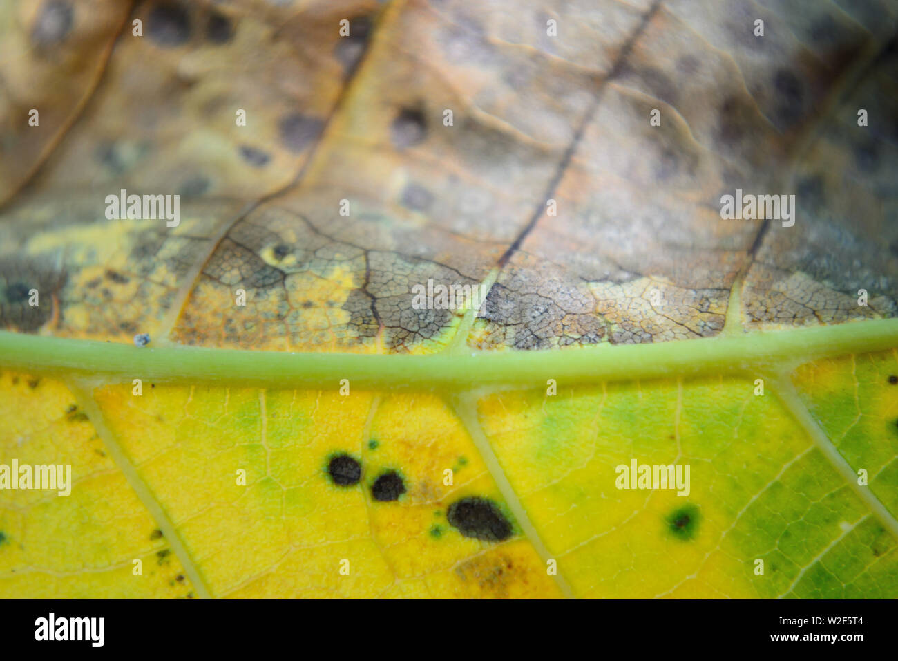Close up of fungal infections leaf, black leaf spots, macro photography ...