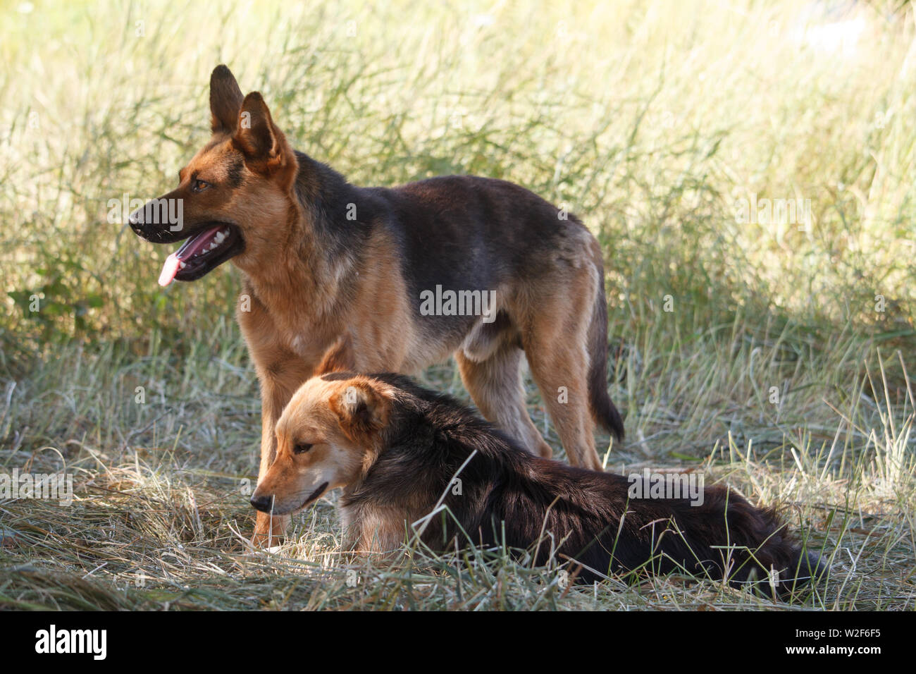 Portrait of two homeless big dogs stands in faded tall grass and looks ...