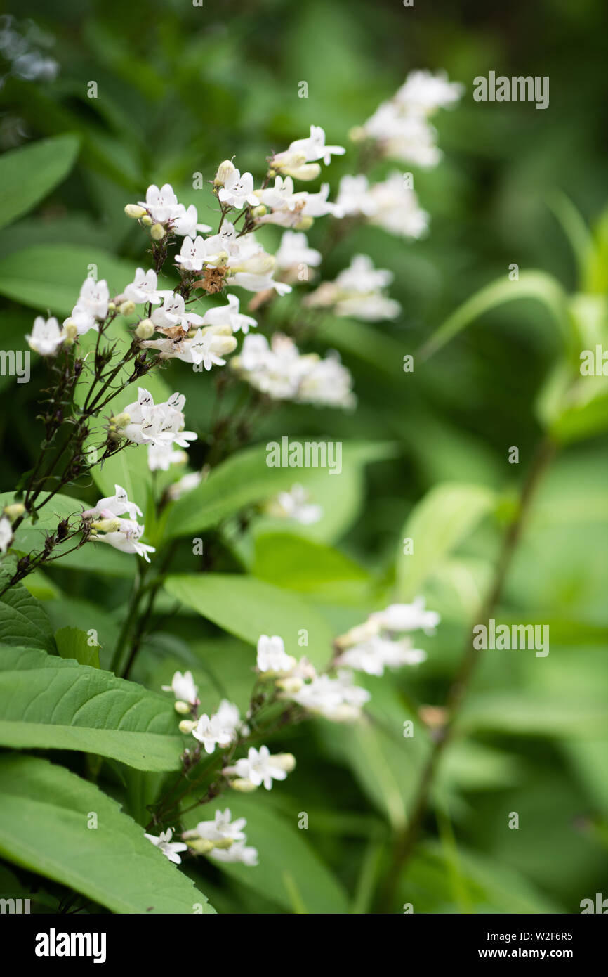 Greenery detail hi-res stock photography and images - Alamy