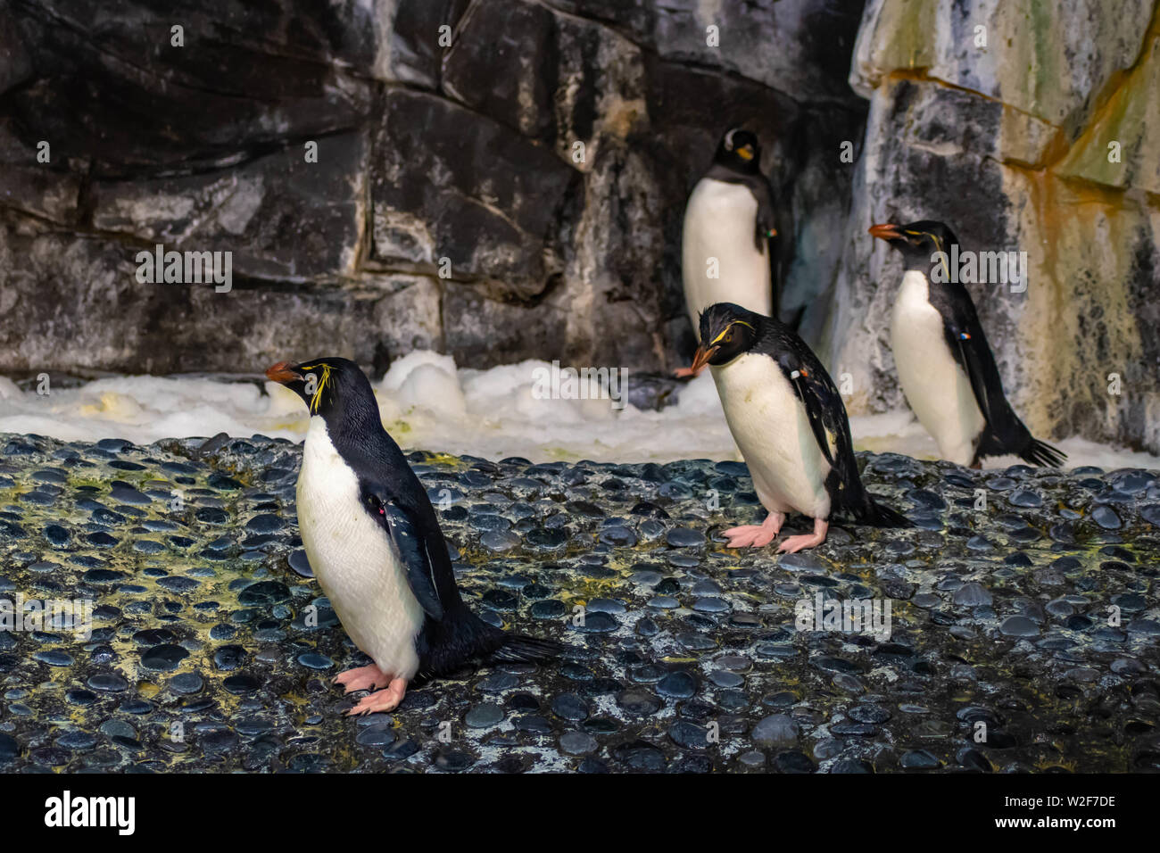 Orlando, Florida. June 17, 2019. Antarctica Empire of the Penguin at ...