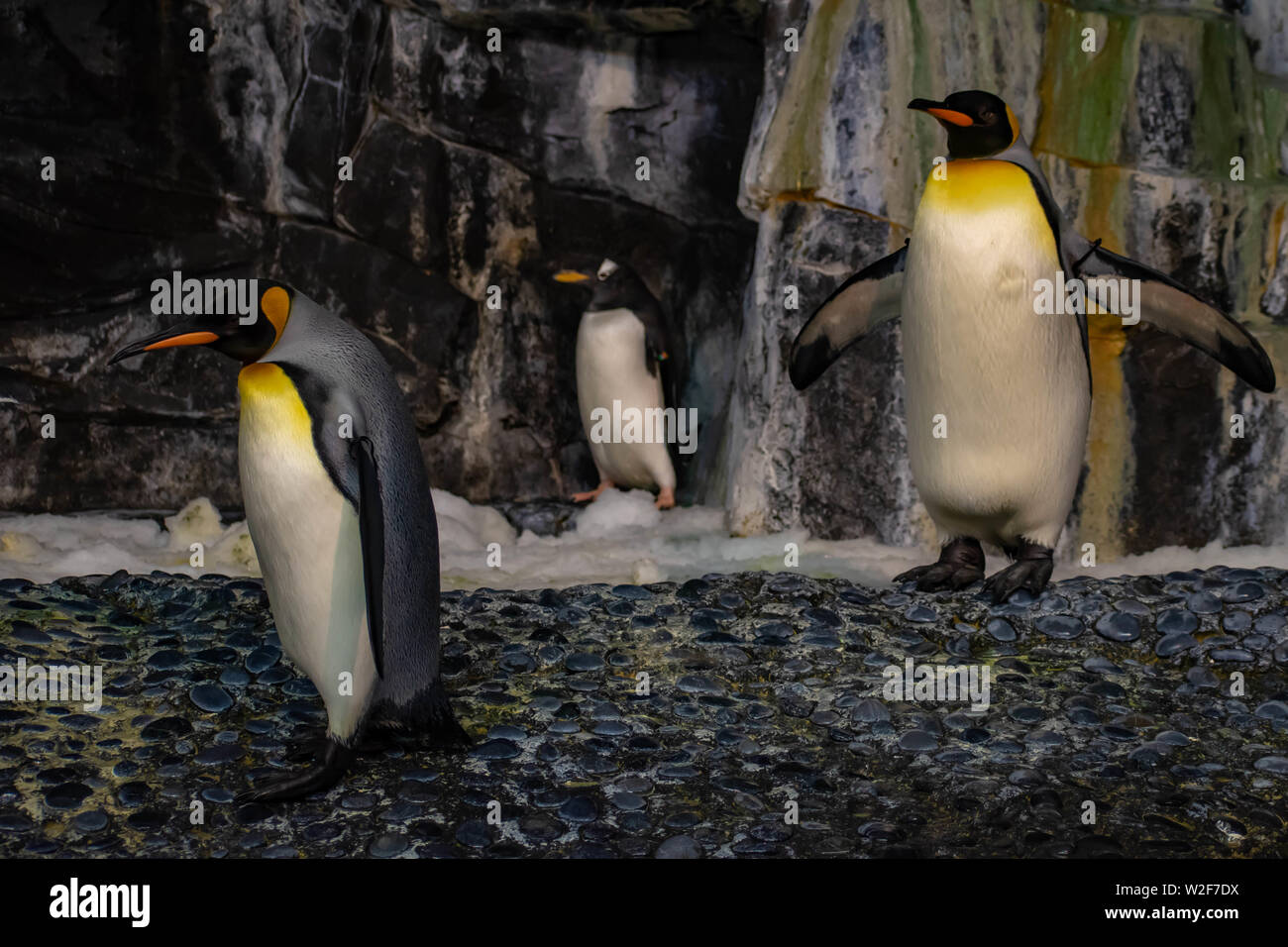 Orlando, Florida. June 17, 2019. Antarctica Empire of the Penguin at ...