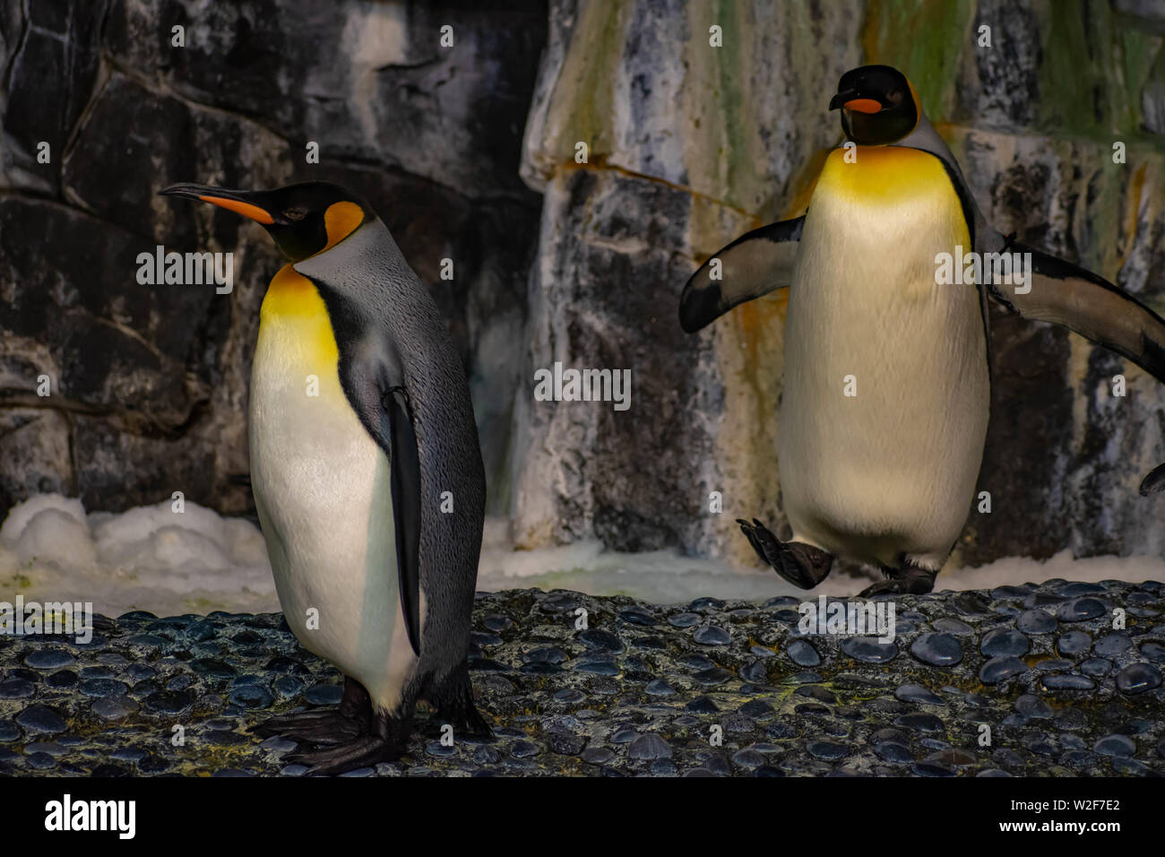 Orlando, Florida. June 17, 2019. Antarctica Empire of the Penguin at ...