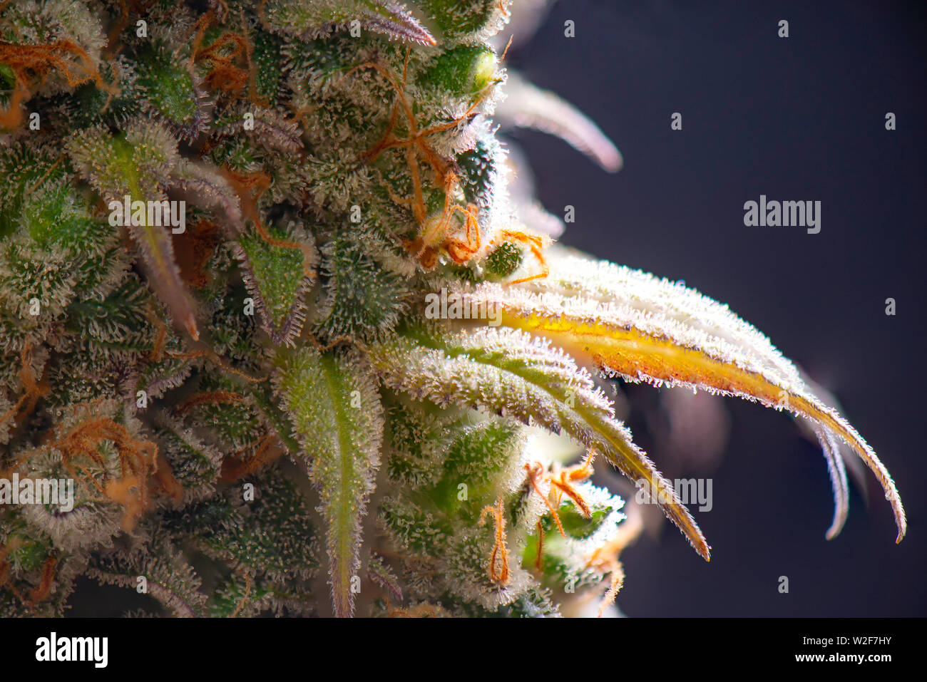 Macro detail of Cannabis flower (sour diesel strain) isolated over ...