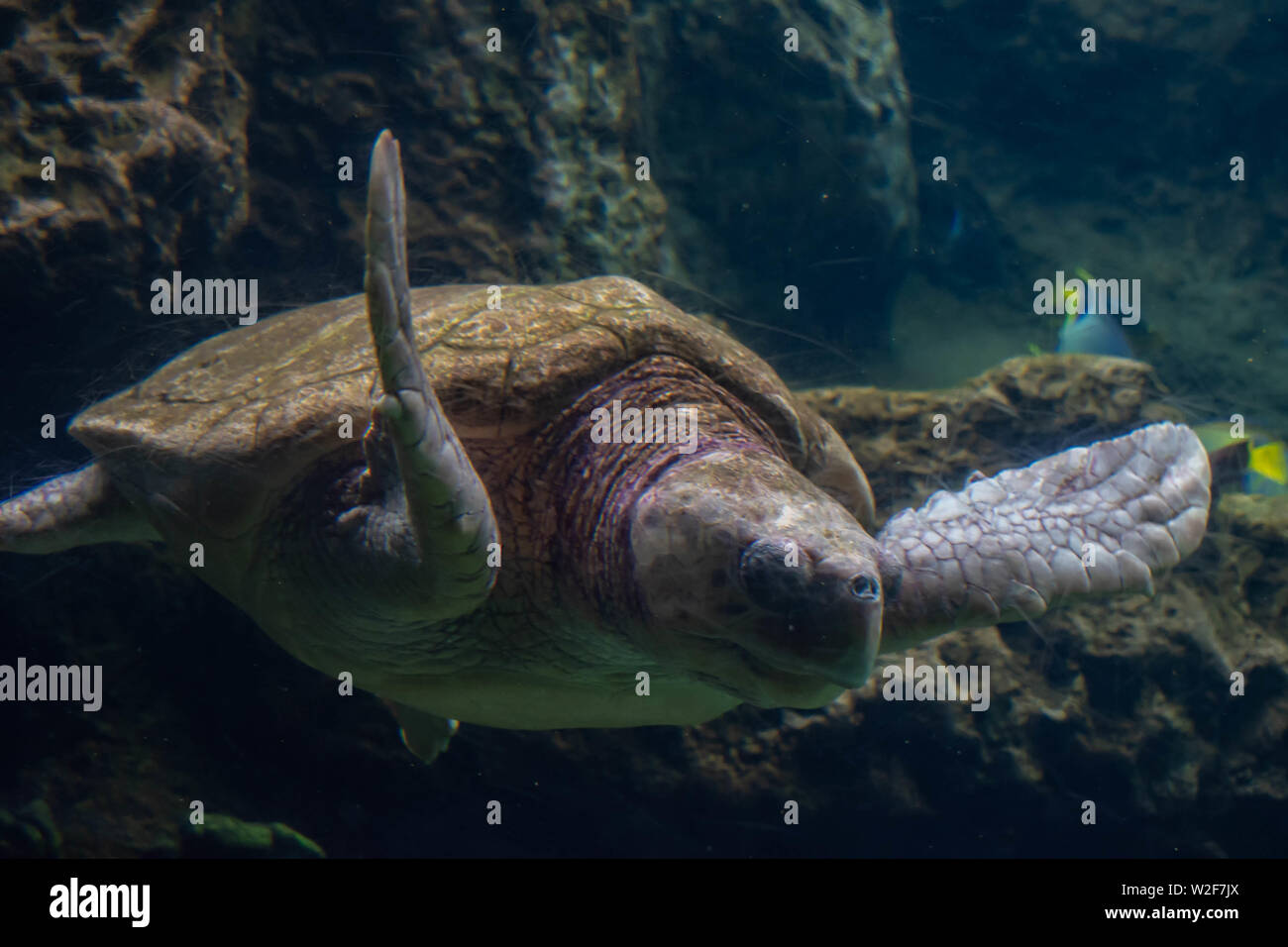 Seaworld turtle hi-res stock photography and images - Alamy