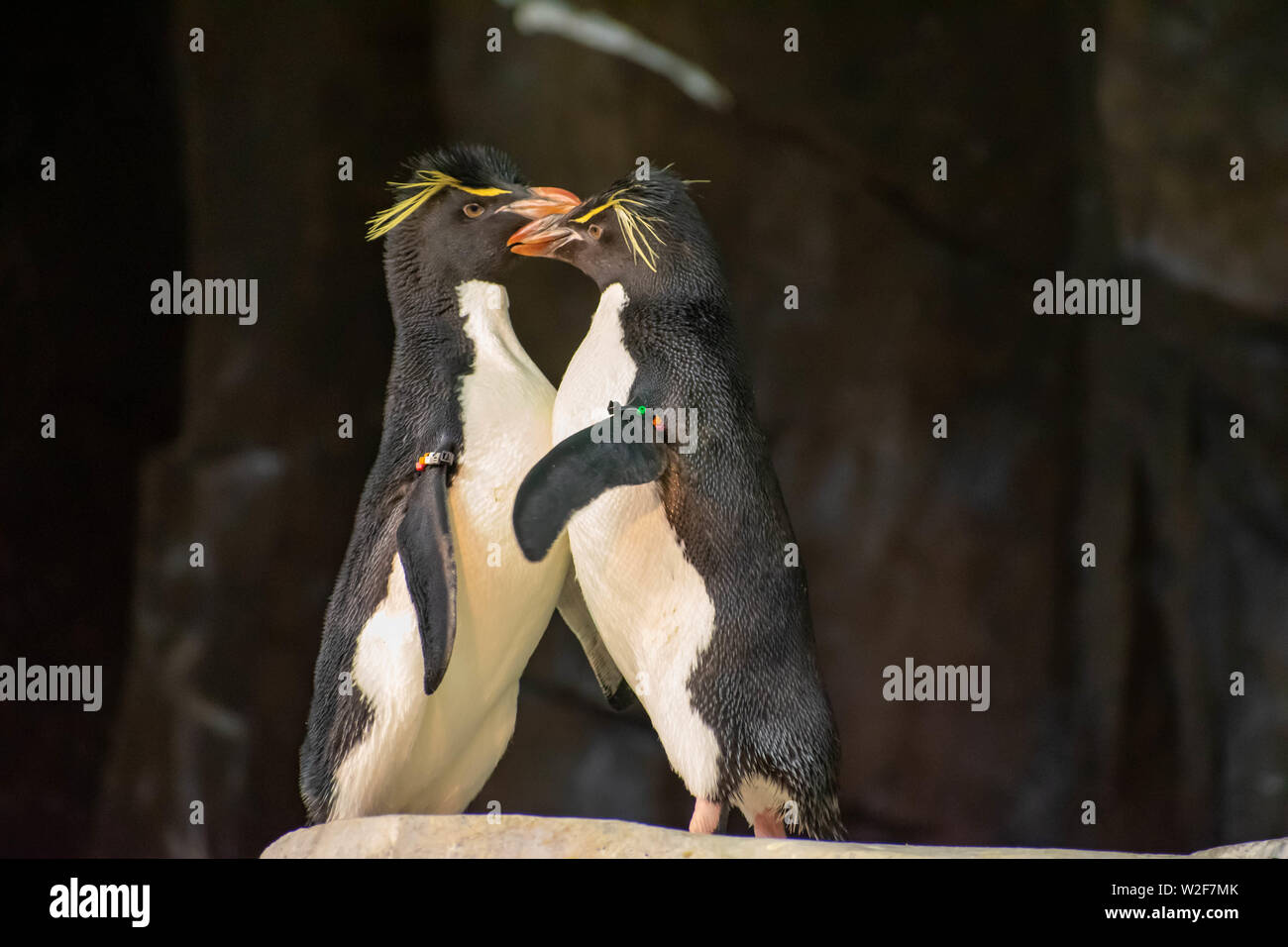 Orlando, Florida. June 17, 2019. Enamored penguins playing with their ...