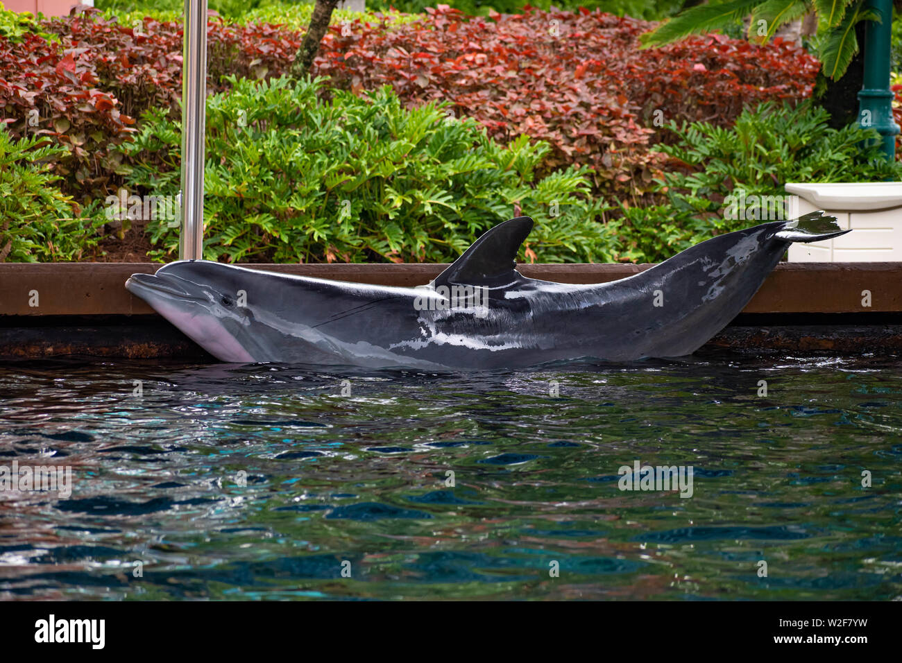 Dolphin amphitheater hi-res stock photography and images - Alamy
