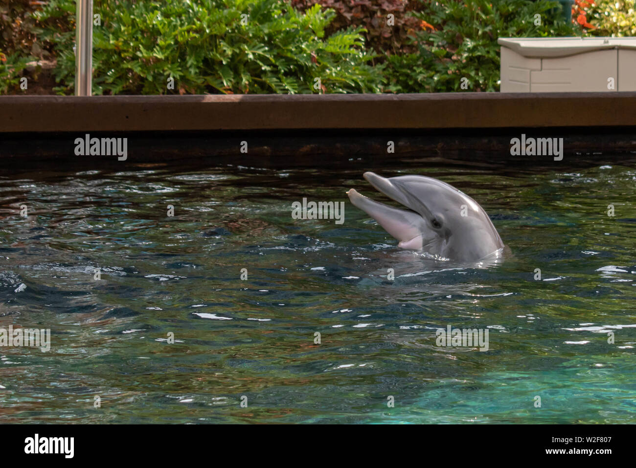 Orlando, Florida. June 17, 2019. Nice dolphin smiling at Seaworld Stock ...