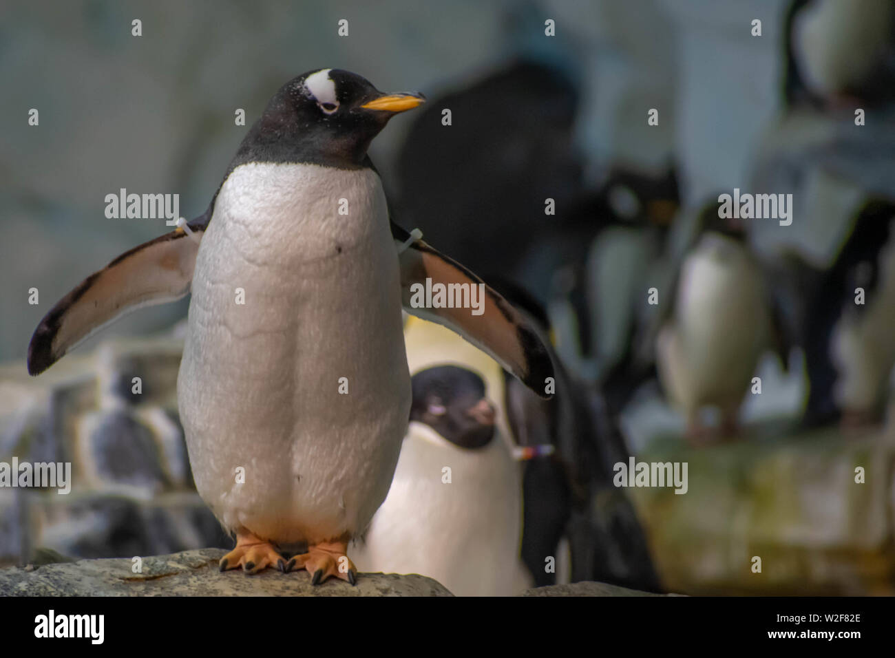 Sea world orlando penguin hi-res stock photography and images - Alamy