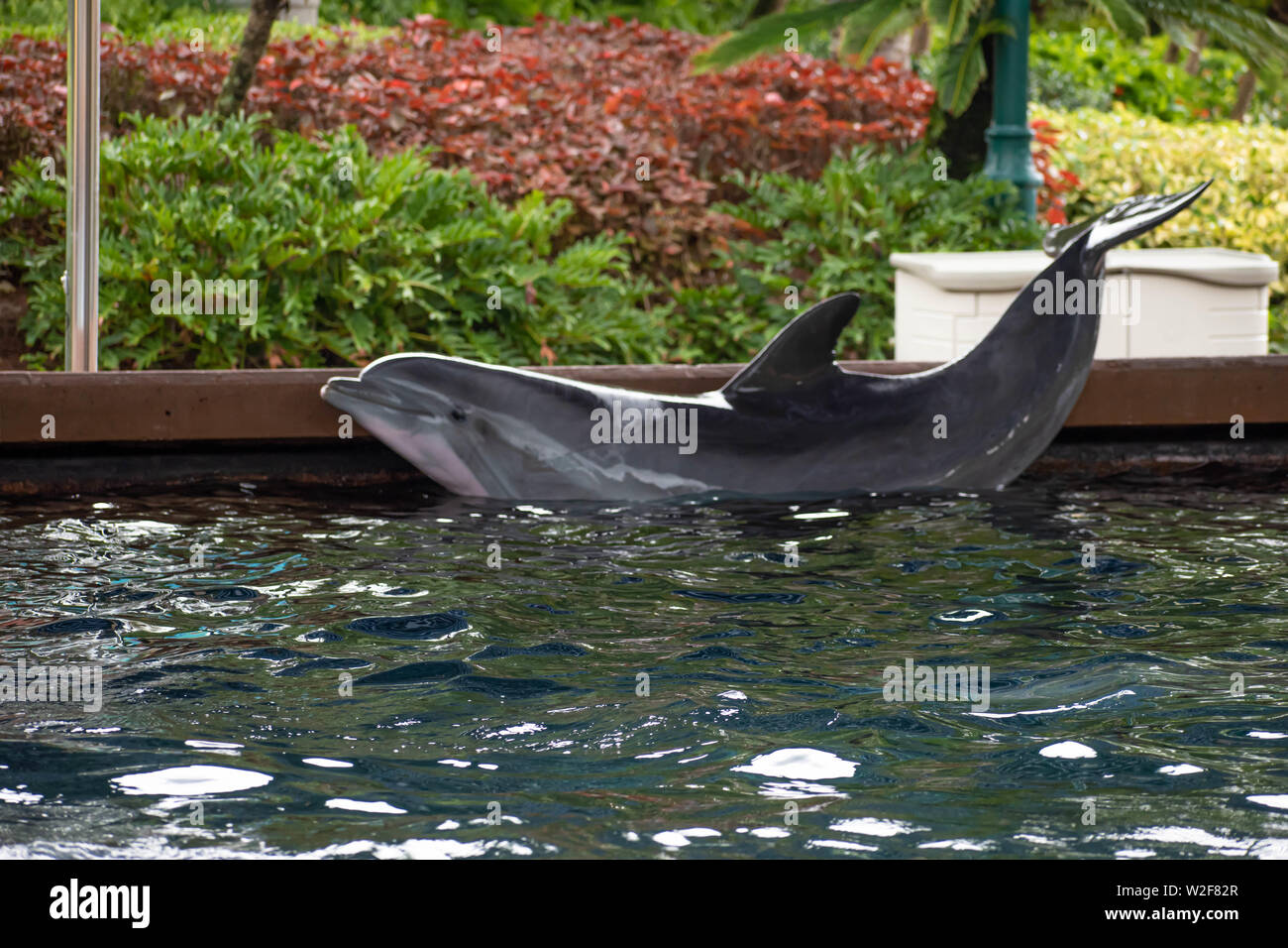 Dolphin amphitheater hi-res stock photography and images - Alamy
