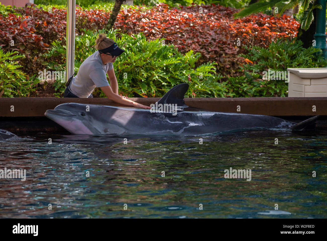 Dolphin amphitheater hi-res stock photography and images - Alamy